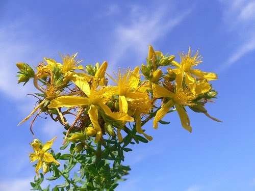 En La Casa De Nina: Pericó
